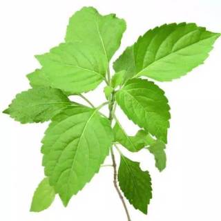 Jual Pohon ruku2 / bibit pohon ruku-ruku / daun ruku-ruku | Shopee ...