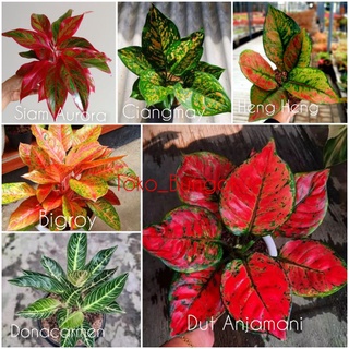 Jual Paket Aglonema 6 batang daun rimbun | Shopee Indonesia