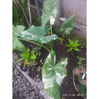 Jual Bunga lompong varigata ( COD ) | Shopee Indonesia