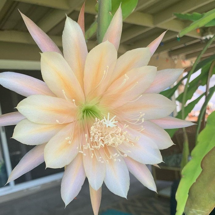 Jual bibit bunga wijaya kusuma keris - epiphyllum chrysocardium-tanaman ... Jual bibit bunga wijaya kusuma keris - epiphyllum chrysocardium-tanaman ...