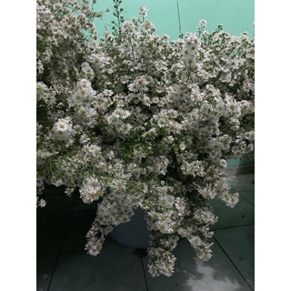 Jual Bunga pikok putih | Shopee Indonesia