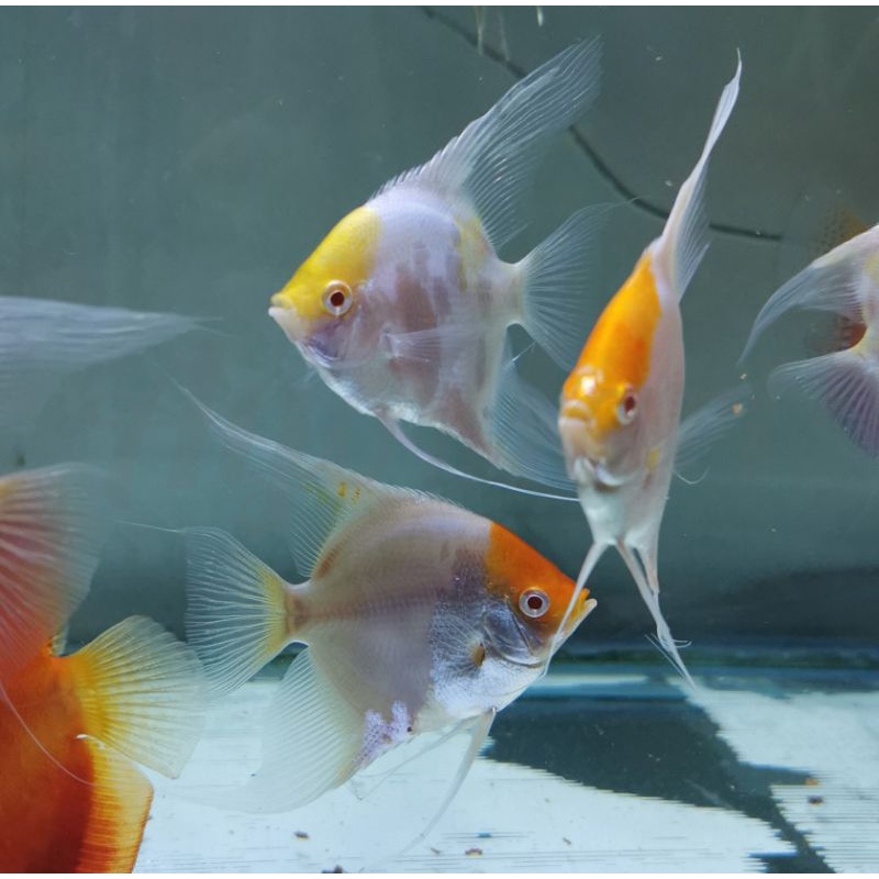 Jual ikan hias Angelfish Manfish RCA Red Cap Albino Koi Indukan Top grade atau grade pilihan ...