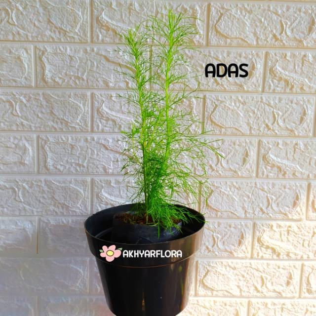 Jual Daun Dill Tanaman Adas Tanaman Herbal Daun Adas | Shopee Indonesia