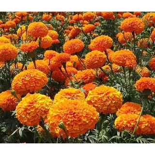 Jual Bibit / Benih Bunga Gumitir-Mitir-Gemitir Marigold African ...