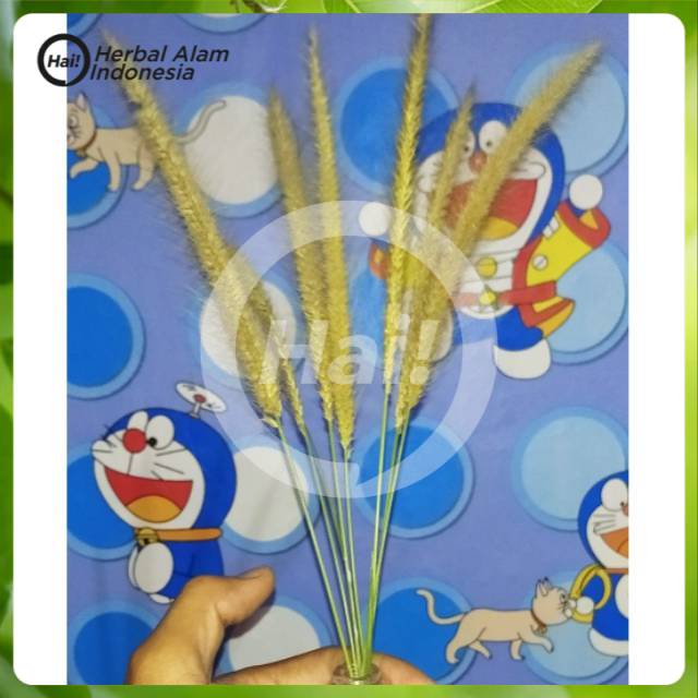 Harga ilalang dan bunga kering Terbaru Okt 2024 |BigGo Indonesia