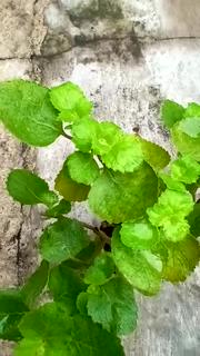 Jual Tanaman Daun Torbangun - Tanaman Bangun Bangun | Shopee Indonesia