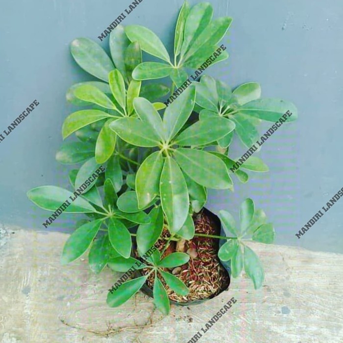 Jual Tanaman Hias Walisongo Hijau | Shopee Indonesia