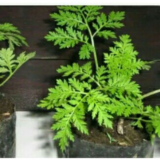 Jual tanaman pohon kenikir tanaman outdoor | Shopee Indonesia