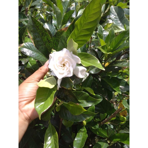 Jual Bibit stek batang pohon bunga Gardenia Jasminoides/Kaca piring ...