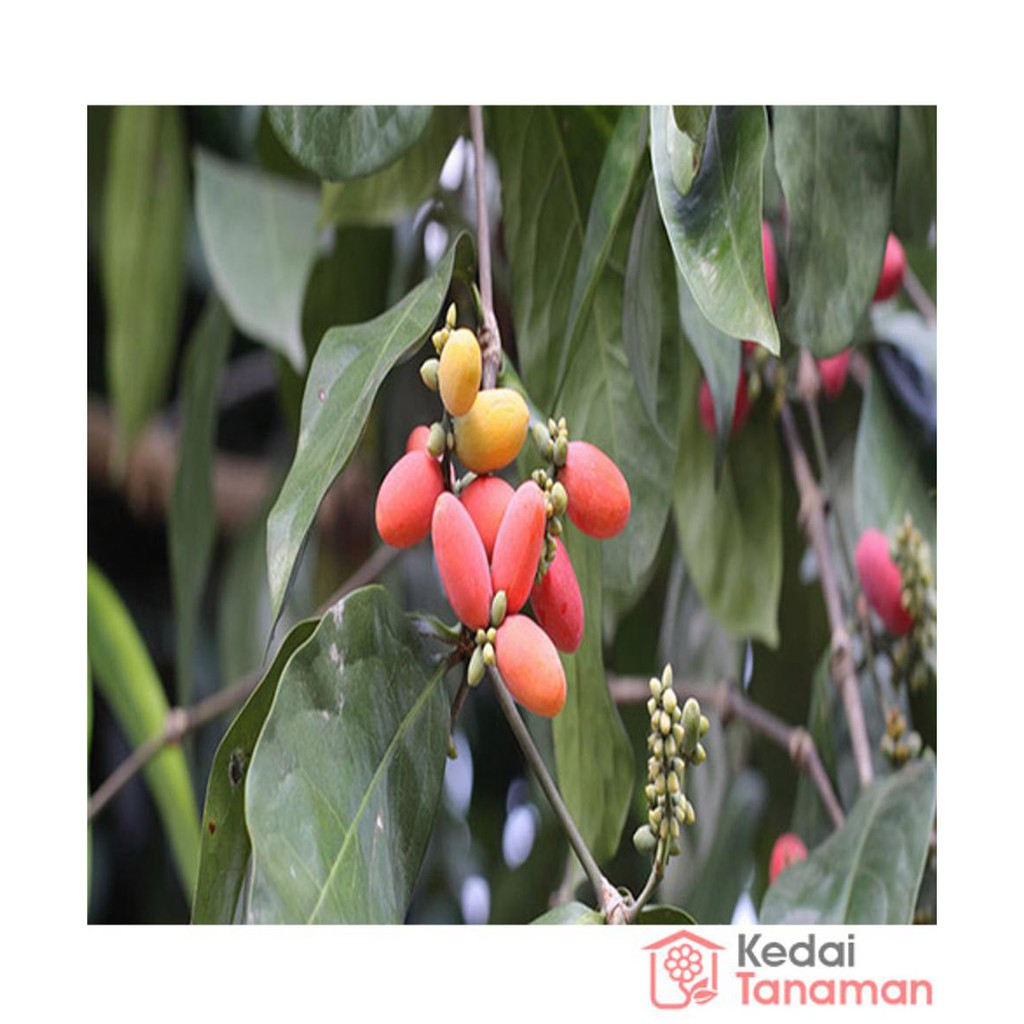 Jual Product Tanaman Buah Belinjo 70Cm Kw Asli | Shopee Indonesia