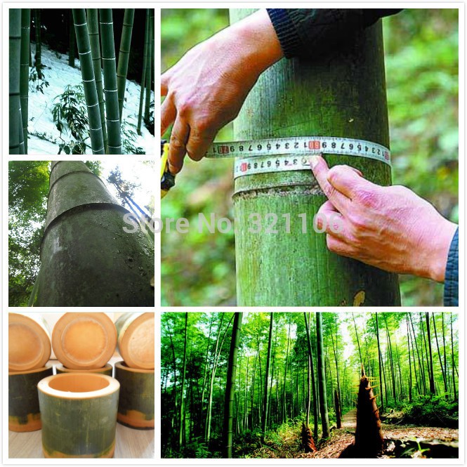 Jual Isi 5 Butir Benih Bambu Raksasa Impor / Giant Bamboo China Seed ...