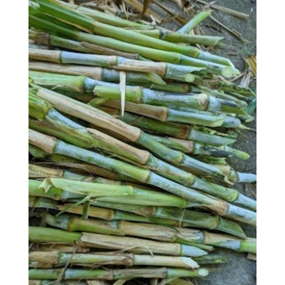 Jual Benih Bibit Tanaman Rumput Pakchong Per 1 Kg Rumput pakchong ...