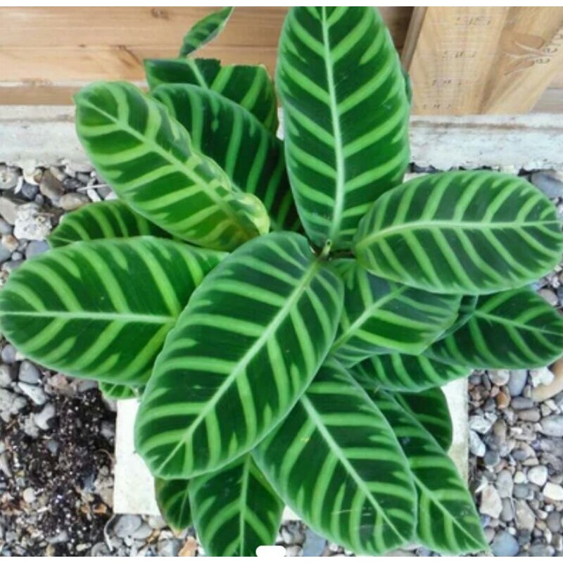 Jual Bibit tanaman hias daun calathea zebrina-zebra hijau | Shopee ...