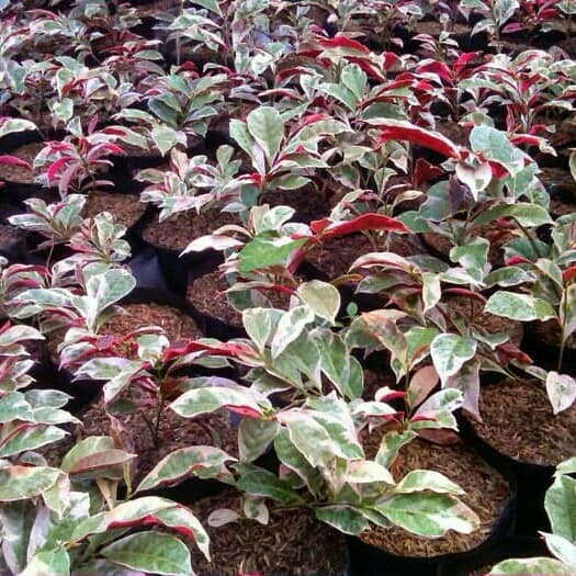 Jual Tanaman hias sambang darah - pohon sambang darah | Shopee Indonesia