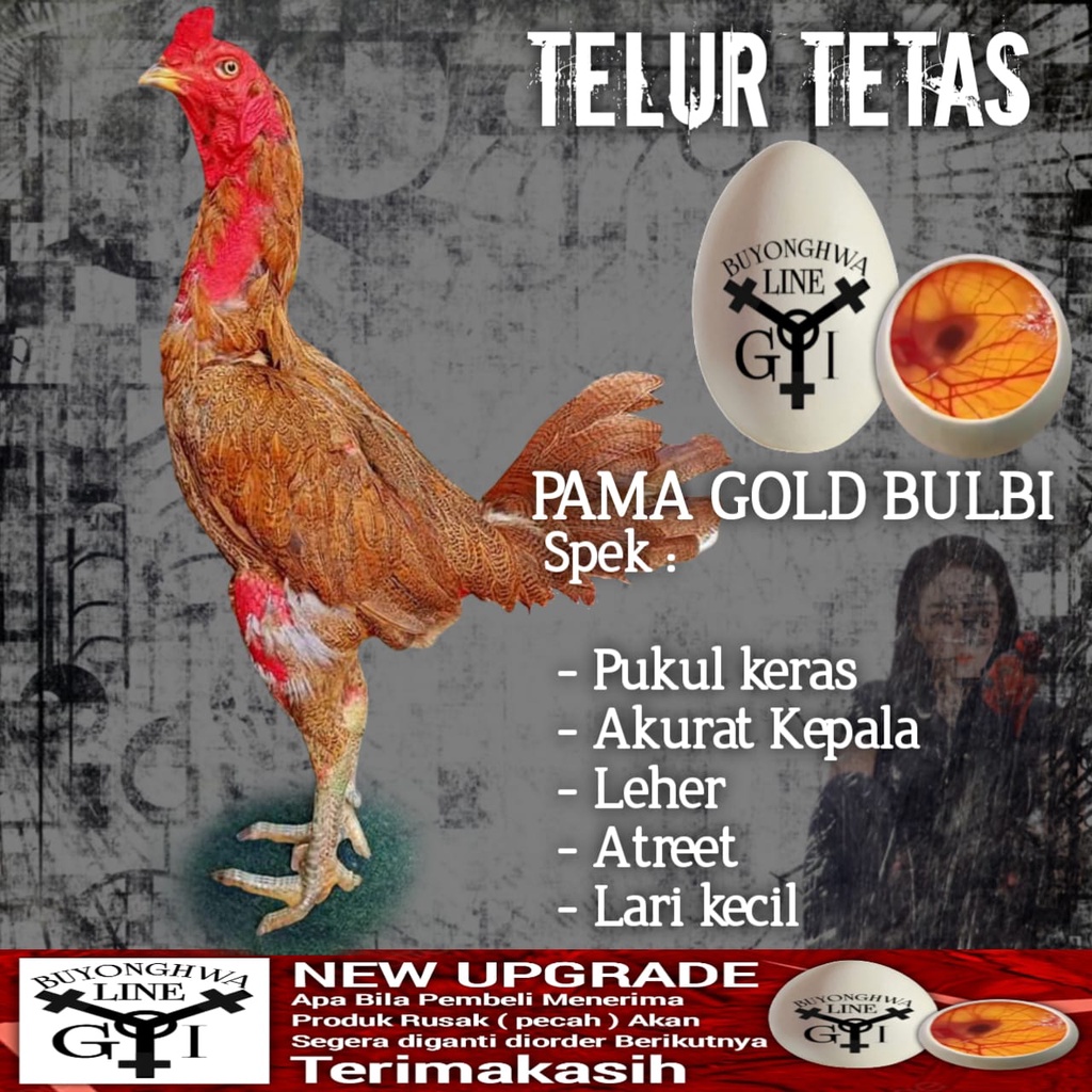 Jual ayam Pama gold bulbi wangkas limex new generasi telur fertil ...
