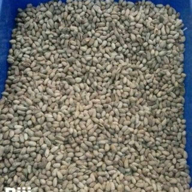 Jual Promo 300 gram biji benih mimba atau imbo atau imba siap tanam dan ...