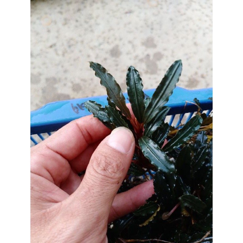 Jual bucephalandra#godzilla | Shopee Indonesia
