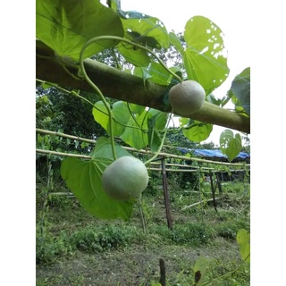 Jual bibit kentang gantung/kentang udara/air potato | Shopee Indonesia