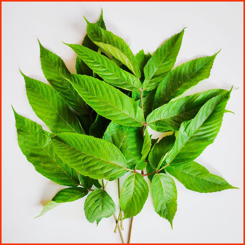 Jual Daun Girang girang Segar - Daun Sulangkar Fresh | Leea Indica ...