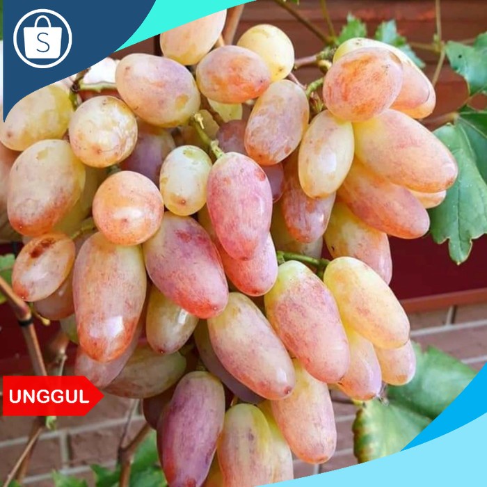 Jual Siap Kirim Bibit anggur import jubile hasil stek batang | Shopee ...