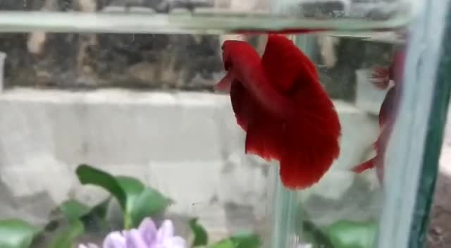 Jual Cupang HM Super Red (Size M+) | Shopee Indonesia