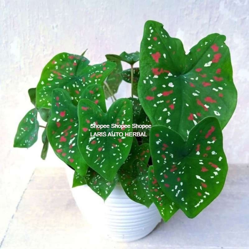 Jual Promo!!! Tanaman hias keladi tri color - caladium tri color ...