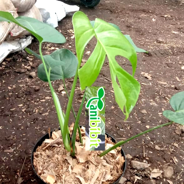 Jual tanaman hias monstera king/ philo dendron | Shopee Indonesia