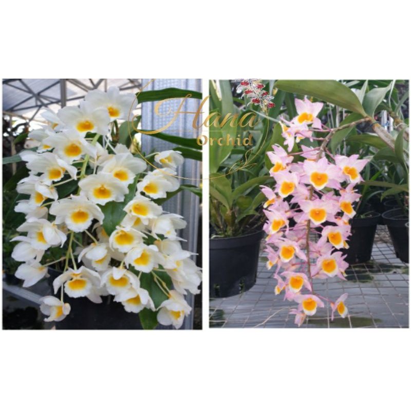 Jual Anggrek dendrobium Farmeri Petaloid x Farmeri Pink | Shopee Indonesia