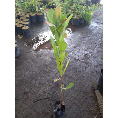 Harga Jambu Monyet Mede Terbaru Mei 2024 |BigGo Indonesia