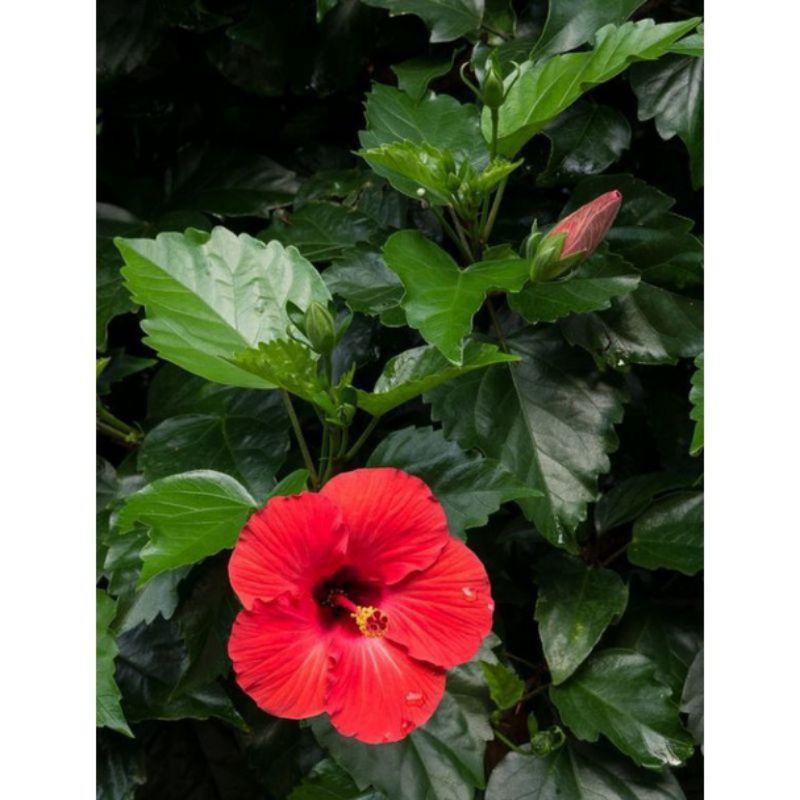 Jual Pohon bunga sepatu red / bibit kembang sepatu / kembang sepatu ...