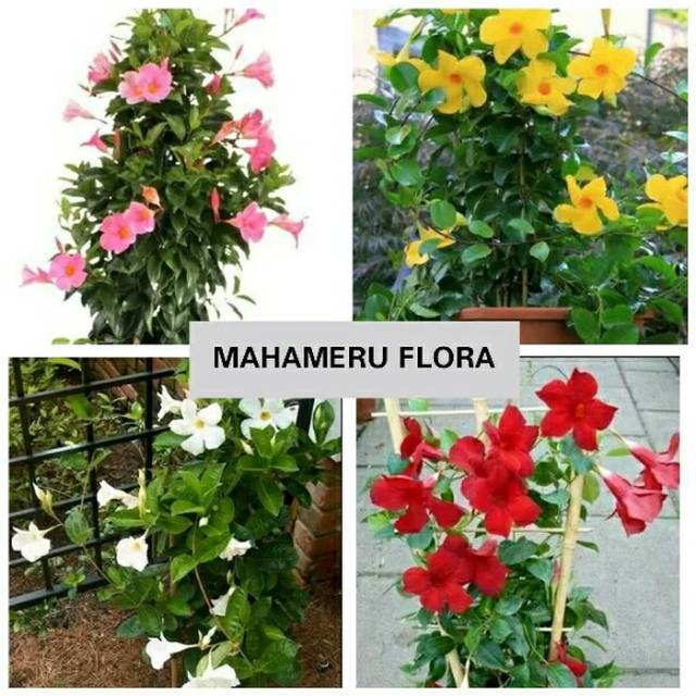 Jual Paket tanaman mandevilla 4pcs | Shopee Indonesia
