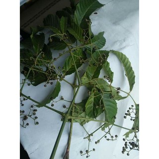 Jual Daun Mali-mali ( Leea indica) | Shopee Indonesia