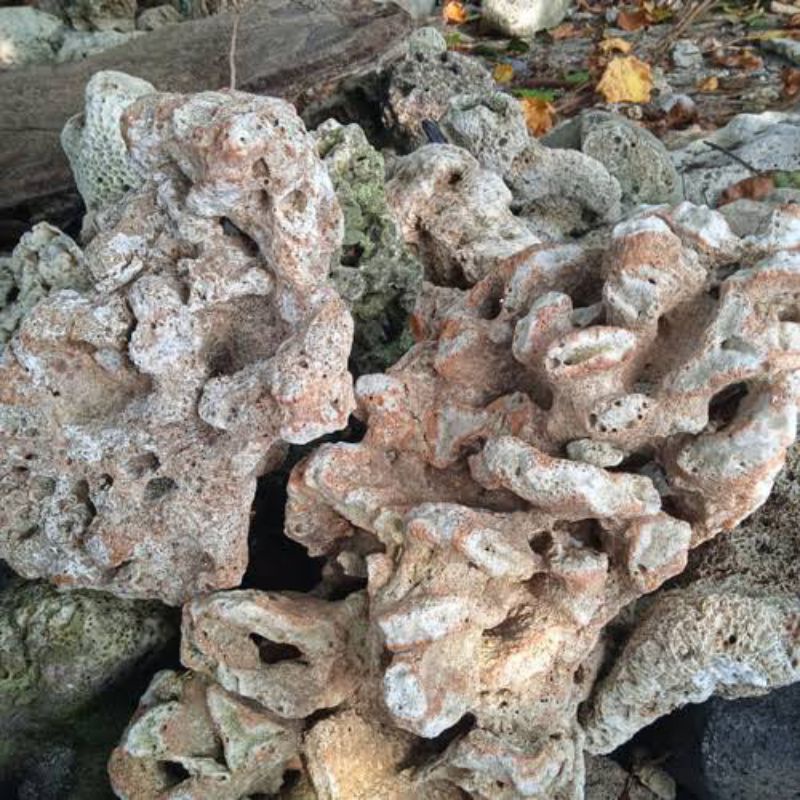 Jual batu karang media aquascape hiasan aquarium 2 kg | Shopee Indonesia
