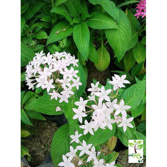 Jual tanaman bunga pentas putih / egyptian star cluster | Shopee Indonesia