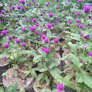 Jual PROMO!!! Tanaman Hias Uter atau Bunga Kancing atau Bunga Knop ...