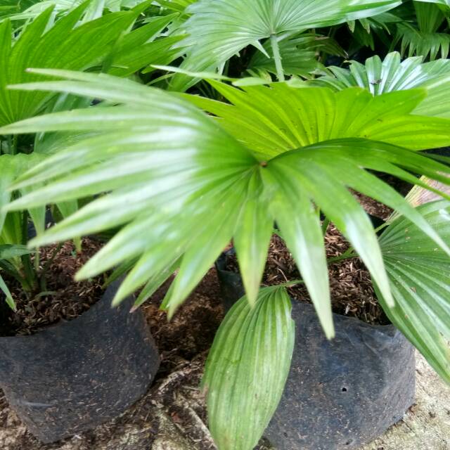 Jual 2.2 COD SALE Tanaman hias palem sadeng - palem sadeng - bibit ... Jual 2.2 COD SALE Tanaman hias palem sadeng - palem sadeng - bibit ...