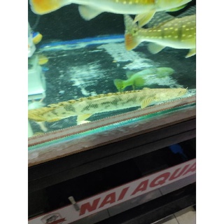 Jual Palmas fish uk 30cm | Shopee Indonesia