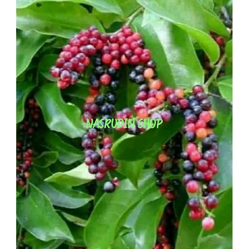 Jual BIJI BENIH BUAH HUNI ASLI ISI 100 BIJI PERPACK / BUNI / WUNI ...