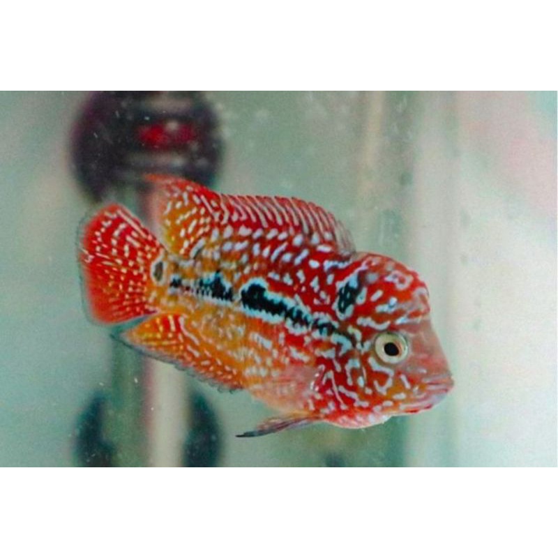 Jual ikan lohan aneka varian ukuran 1-2cm | Shopee Indonesia