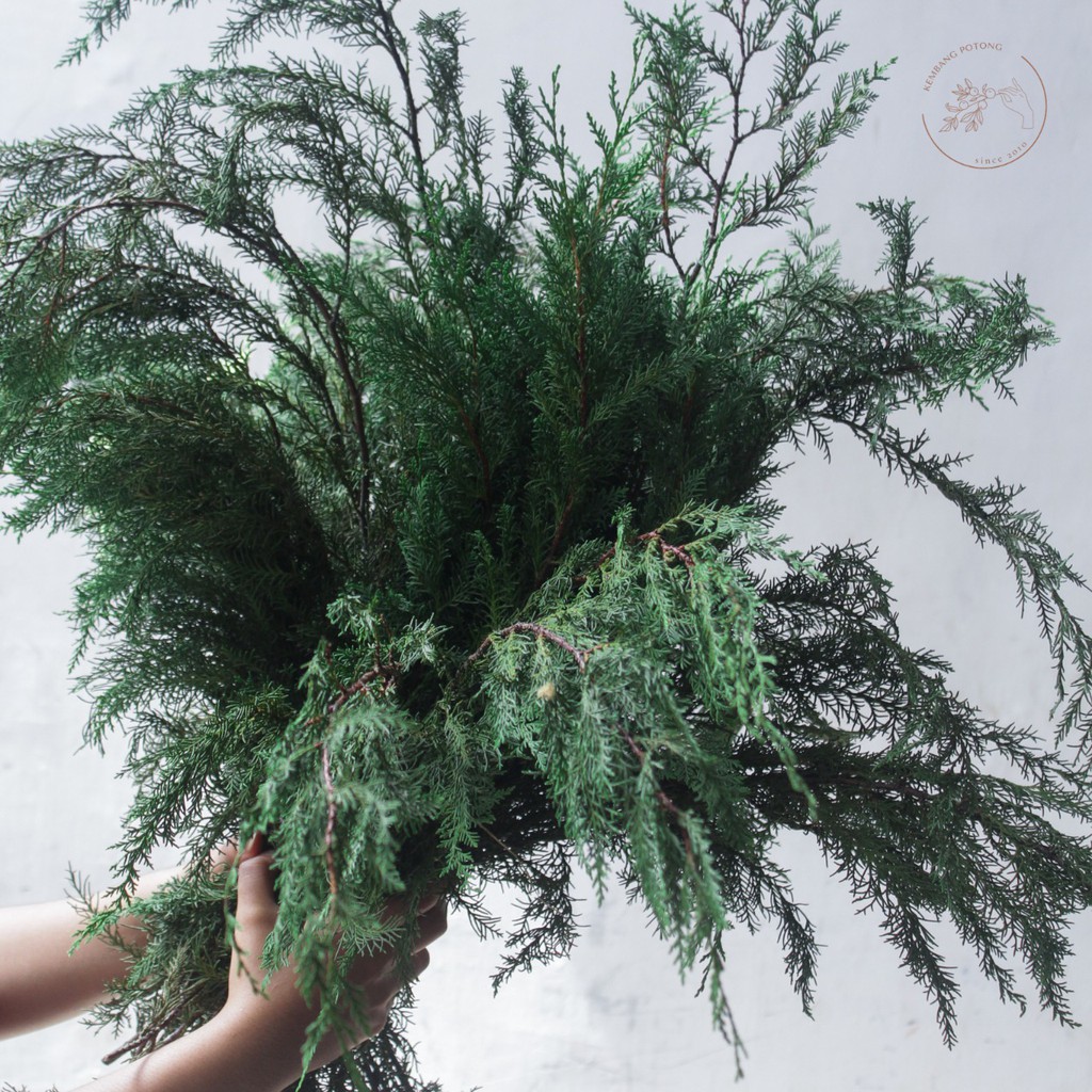 Jual daun CEMARA WANGI potong MURAH SEGAR per IKAT(Panjang 40cm-50cm ...