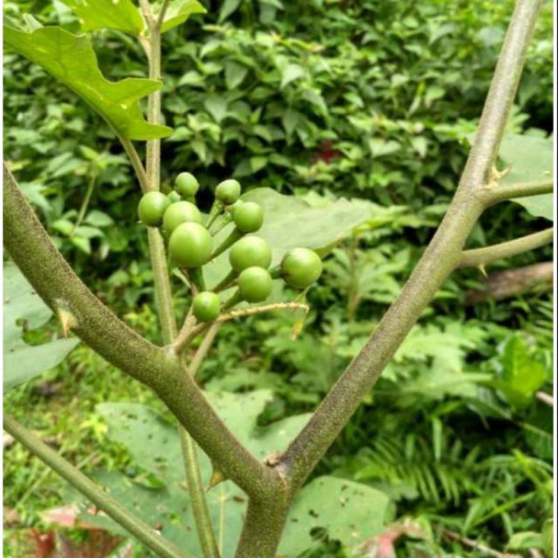 Jual bibit cutting stek pokak takokak cepokak terong pipit terung hutan ...