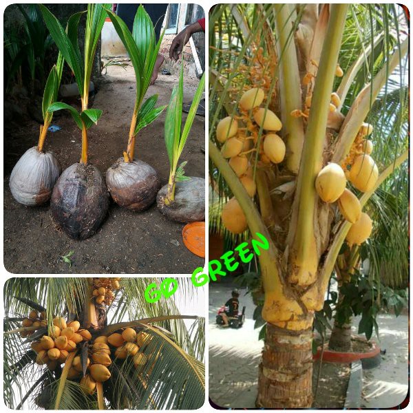 Jual Jual bibit buah kelapa gading orange genjah super unggul - bukan gading kuning Indonesia ...