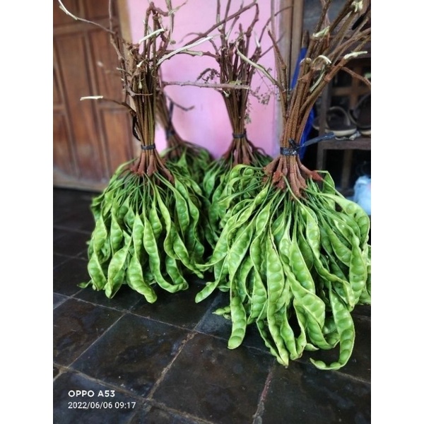 Jual paket pete petai buah segar langsung dari kebon petik sendiri ... Jual paket pete petai buah segar langsung dari kebon petik sendiri ...