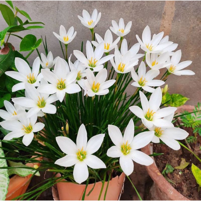 Jual Tanaman hias rain lily kucai tulip bunga putih | Shopee Indonesia