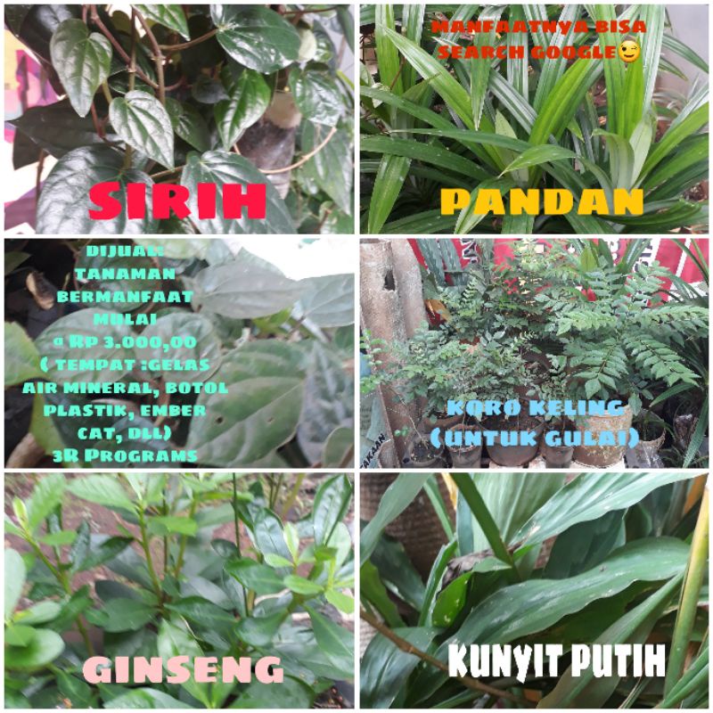 Jual TANAMAN BERMANFAAT | Shopee Indonesia