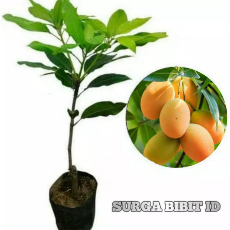 Jual Bibit Buah Mangga Anggur Madu Afrika Paling Genjah | Shopee Indonesia