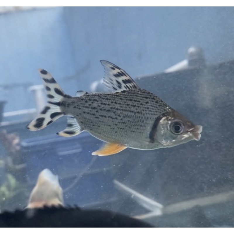 Jual Ikan RFF Red Feifeng / American Flagtail Tank Mate Algaeater ...