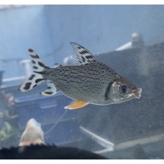 Jual Ikan RFF Red Feifeng / American Flagtail Tank Mate Algaeater ...