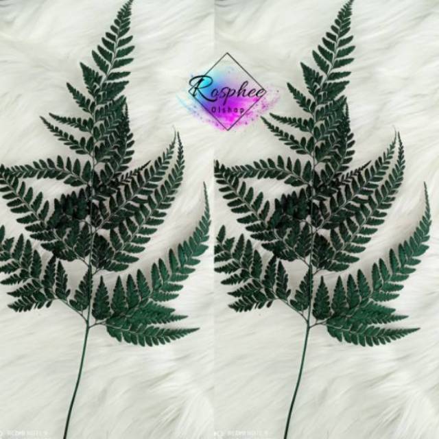 Jual Daun pakis kering Natural Hijau | Shopee Indonesia
