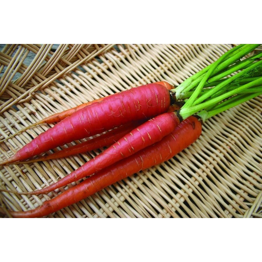 Jual Bibit Benih Biji Sayur Wortel Merah Atomic Red Carrot - Biji ...